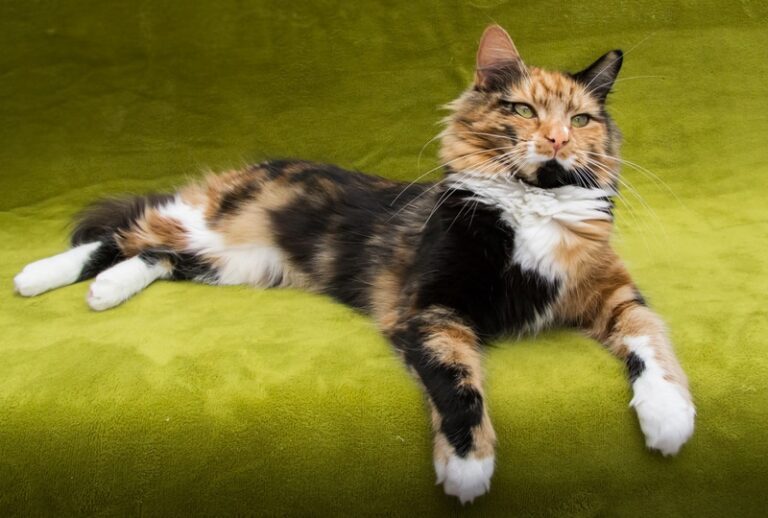 History of Calico Cats: Origins & Ancestry Explained | The Vet Desk