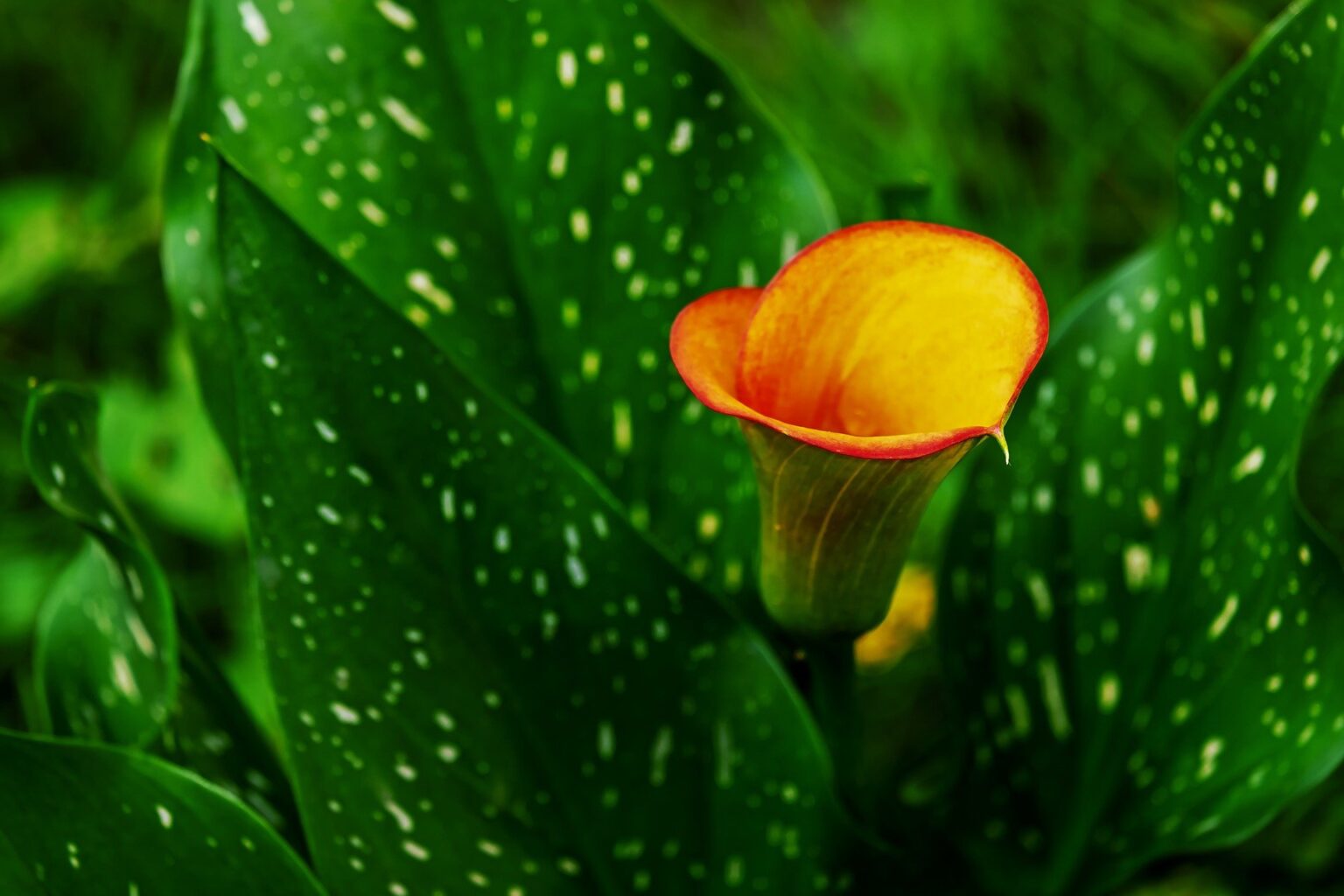 Are Calla Lilies Poisonous to Cats? Vet Reviewed Facts, Signs ...