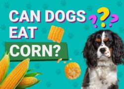 Can Dogs Eat Corn? Is It Safe for Them to Eat? Vet-Reviewed Nutrition ...