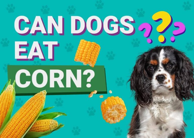 Can Dogs Eat Corn? Is It Safe for Them to Eat? Vet-Reviewed Nutrition ...