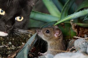Why Do Cats Play With Their Prey Before Killing Them? Cat Behavior ...