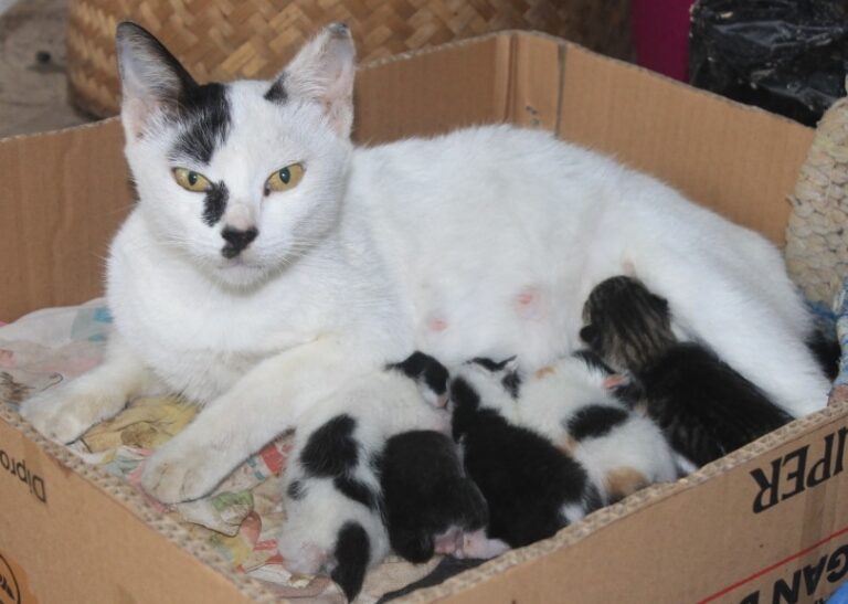 How Do You Know When Cat Labor Is Over? 6 Signs to Look For | The Vet Desk