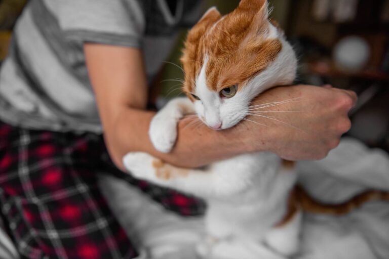 Cat Bite Infection Symptoms to Watch Out For (Vet-Verified Advice ...