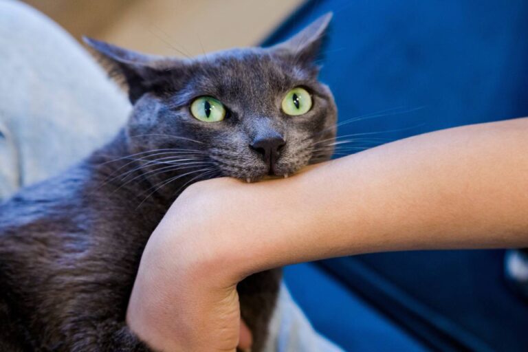 What to Do If a Cat Bites You: 3 Vet-Verified Important Steps to Follow ...