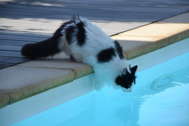 How to Keep Your Cat Safe Around the Pool: 8 Vet-Reviewed Tips | The ...