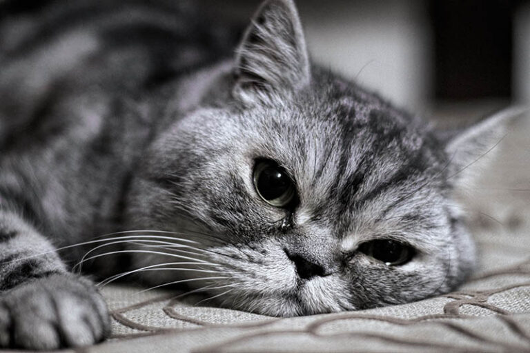 Can Cats Have Autism? Vet Reviewed Facts & FAQ | The Vet Desk