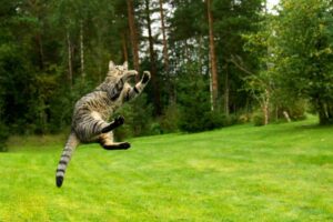 How Do Cats Jump So High? Cat Anatomy and Physiology Explained | The ...