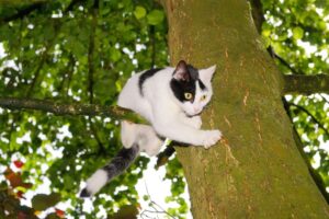 How to Get a Cat Out of a Tree (6 Vet-Approved Methods) | The Vet Desk