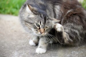 How To Tell If a Cat Has Fleas? 8 Signs To Look Out For (Vet-Reviewed ...