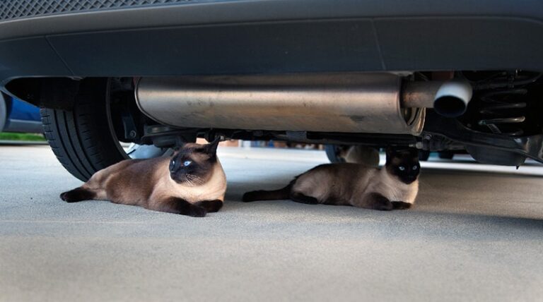 How to Keep Cats From Hiding Inside Car Engines (8 Vet-Reviewed Tips ...