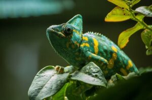 How Much Does a Chameleon Cost? 2026 Price Guide | The Vet Desk