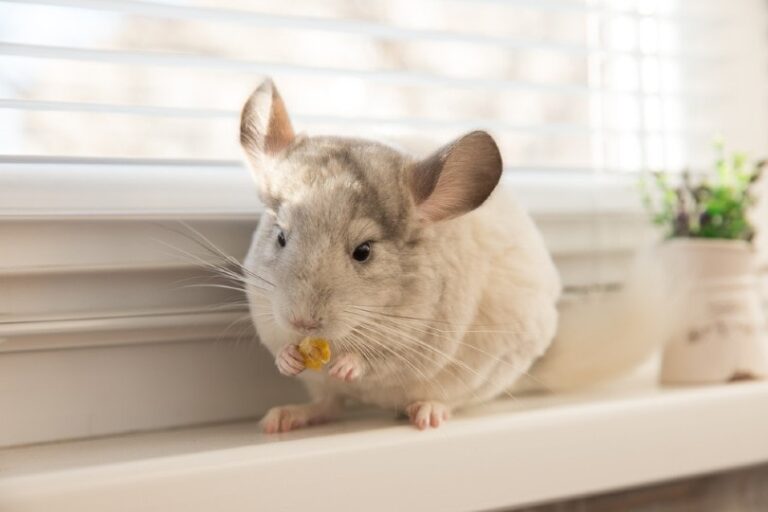What Do Chinchillas Eat in the Wild & as Pets? Vet-Verified Diet ...