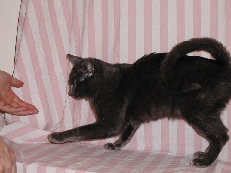 American Ringtail Cat: Info, Pictures, Temperament & Traits | The Vet Desk