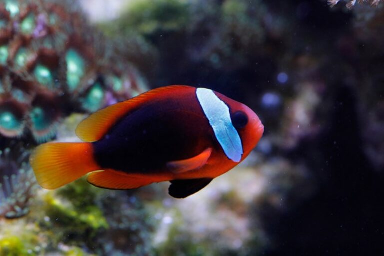 Cinnamon Clownfish: Info, Pictures, Facts & Care Guide | The Vet Desk