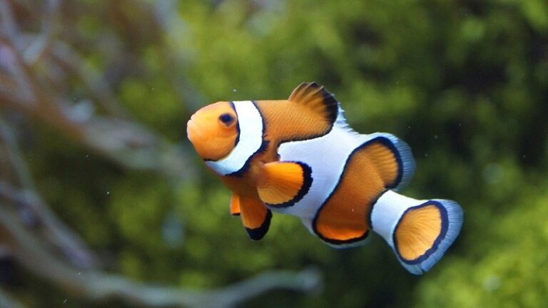 13 Types of Clownfish Species (With Info & Pictures) | The Vet Desk