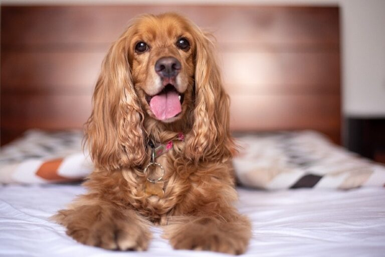 English Cocker Spaniel Dog Breed Guide: Info, Pictures & Care | The Vet ...