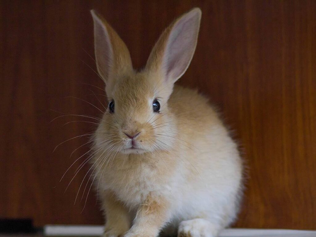 Crème d’Argent Rabbit: Info, Care, Pictures, Temperament, Habitat ...