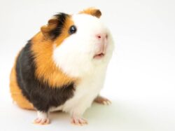 7 Rare Guinea Pig Breeds (With Info & Pictures) | The Vet Desk