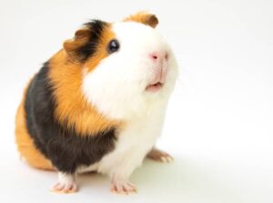7 Rare Guinea Pig Breeds (With Info & Pictures) | The Vet Desk