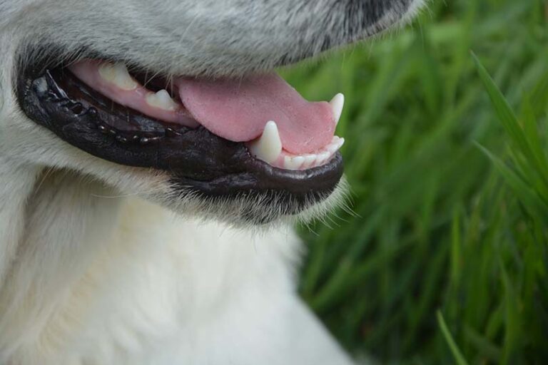 Why Does My Dog’s Breath Smell? 6 Vet-Verified Causes & How to Fix It ...