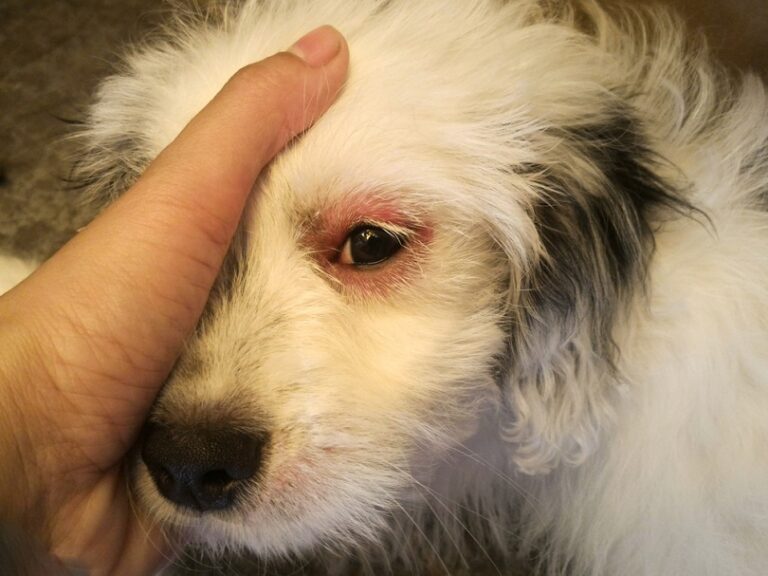 13 Common Eye Problems in Dogs: Vet-Verified Signs & Treatment Options ...