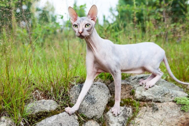 12 Strange Looking Cat Breeds (With Info & Pictures) | The Vet Desk