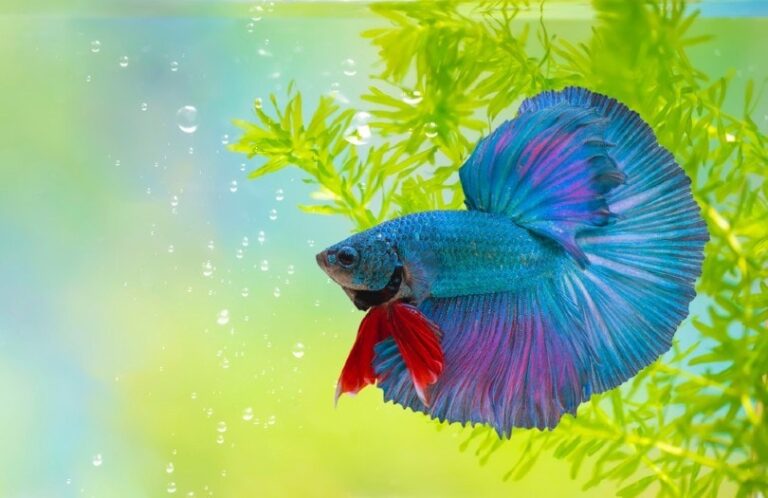 How Much & How Often to Feed Betta Fish: Feeding Chart & Guide | The ...