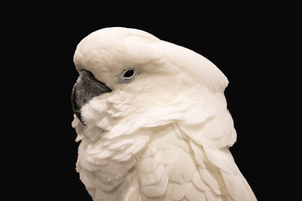 Solomons (Ducorp’s) Cockatoo: Info, Personality, Photos & Care Guide ...