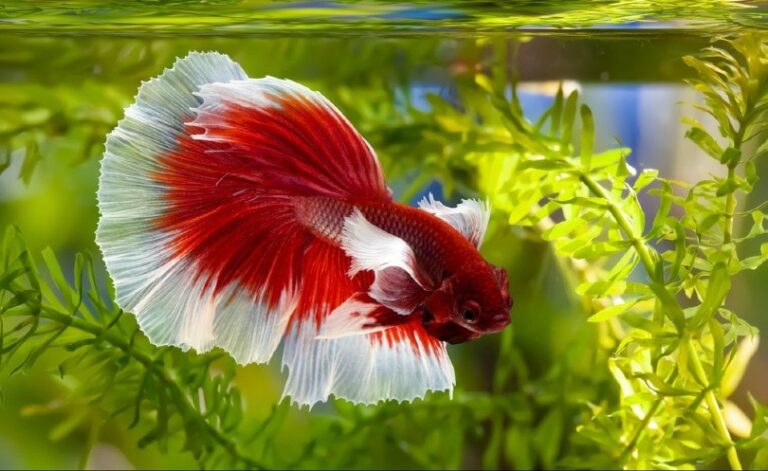 Do Betta Fish Have Teeth And Can They Bite? Facts & FAQs | The Vet Desk
