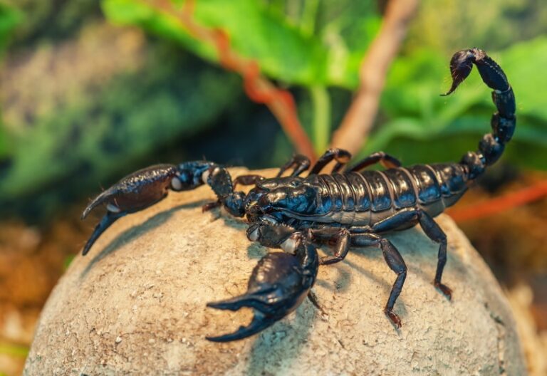 8 Popular Scorpion Species Suitable as Pets (With Info & Pictures ...
