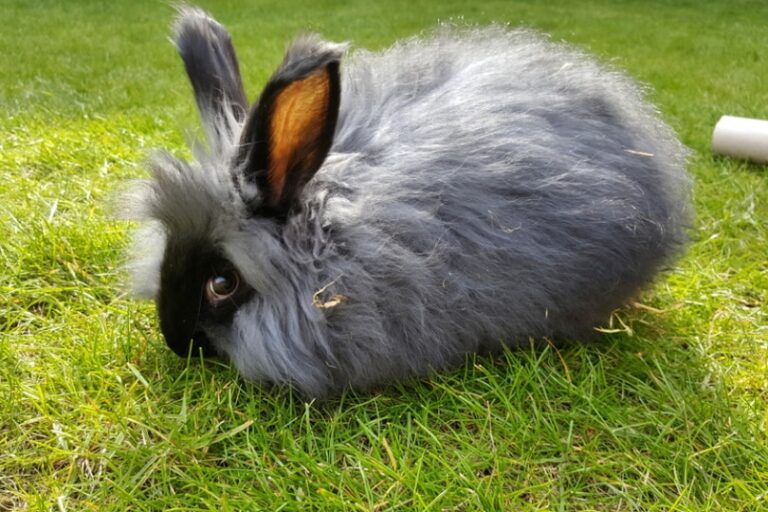 7 Adorable Long-Haired Rabbit Breeds (With Info & Pictures) | The Vet Desk