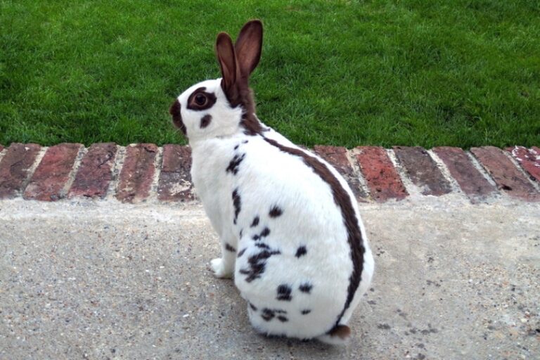 English Spot Rabbit Info: Care, Temperament, Habitat & Traits (With ...