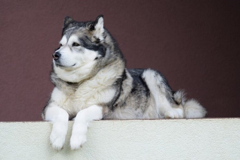 26 Largest Dog Breeds (With Info & Pictures) | The Vet Desk