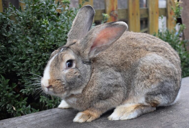 Flemish Giant Rabbits for Sale in Australia: 2025 Breeders List | The ...