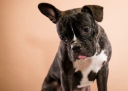 Frenchton: Complete Guide, Info, Pictures, Care & More | The Vet Desk