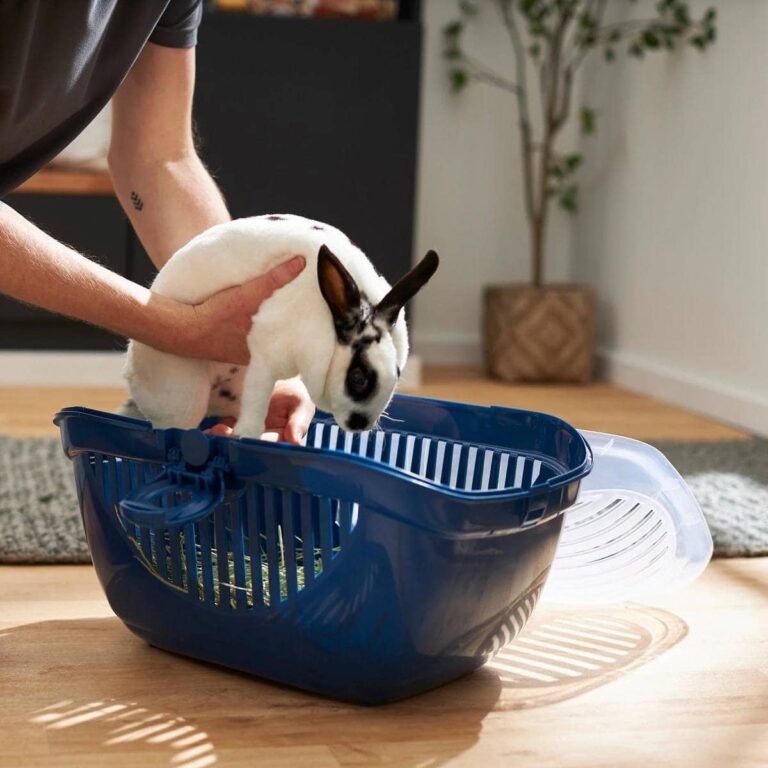 10 Best Rabbit Carriers in 2025 - Reviews & Guide | The Vet Desk