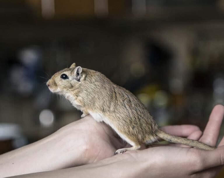 Do Gerbils Make Good Pets? Vet-Verified Facts & Care Tips | The Vet Desk