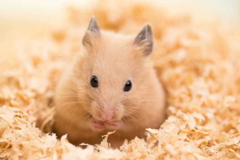6 DIY Hamster Mazes You Can Make at Home (With Pictures) | The Vet Desk