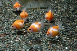 How Big Does a Goldfish Get? Average Weight & Growth Chart | The Vet Desk