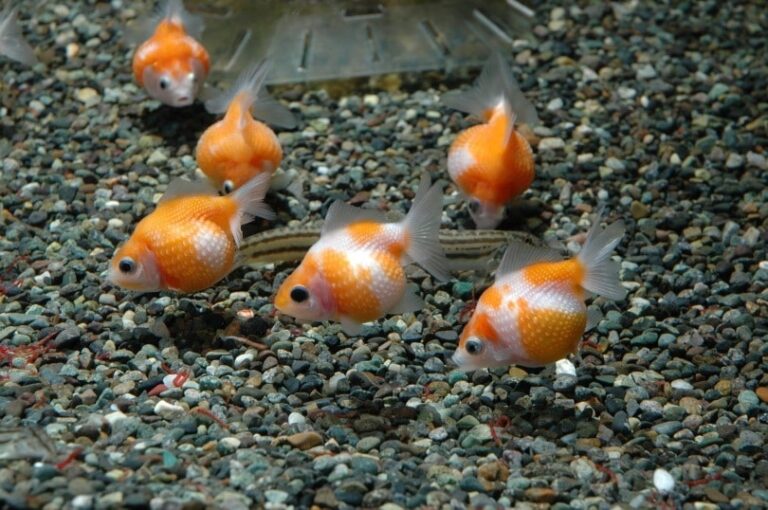 How Big Does a Goldfish Get? Average Weight & Growth Chart | The Vet Desk