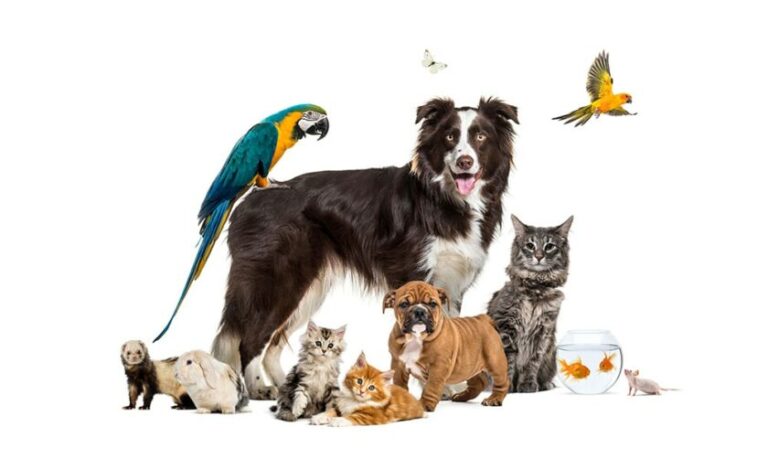8 Most Popular Pets in India: 2026 Overview (With Info & Pictures ...