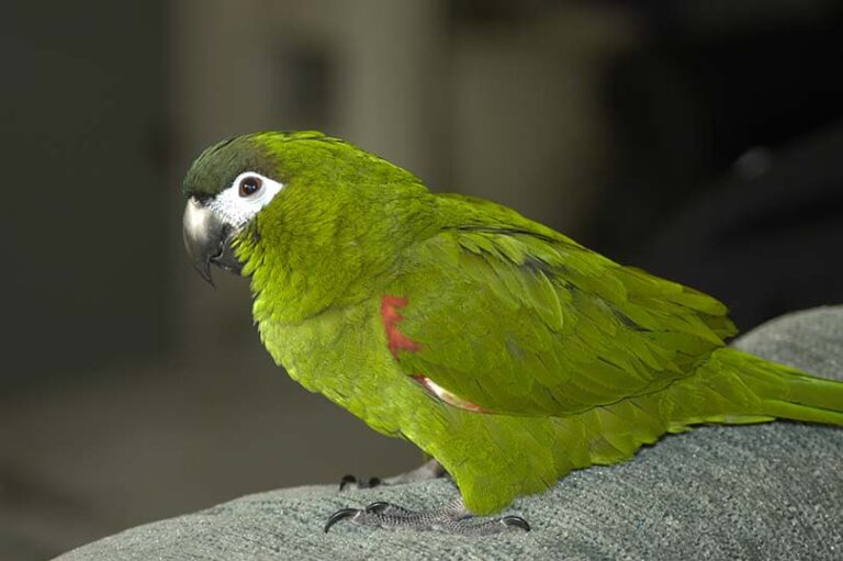 Hahn's Macaw: Facts, Food & Care Guide (With Info & Pictures) | The Vet ...