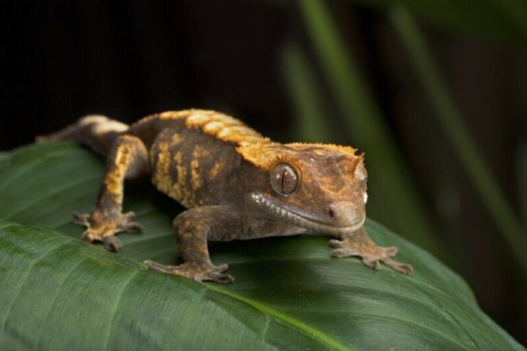 What Fruit Can Crested Geckos Eat? 9 Safe Options | The Vet Desk