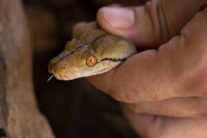 What to Do If a Ball Python Bites You: Our Vet Explains | The Vet Desk