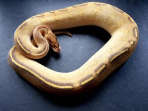 Highway Ball Python Morph: Info, Pictures, Traits & Care | The Vet Desk