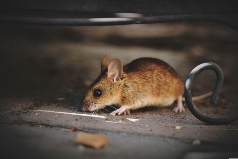 At What Age Do Mice Reach Sexual Maturity? Vet-Verified Facts & FAQ ...