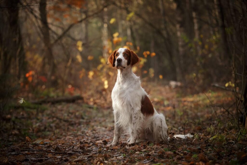 Irish Red and White Setter Dog Breed: Pictures, Guide, Info, Care ...