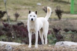 Korean Jindo Dog Breed Guide: Info, Pictures, Care & More | The Vet Desk