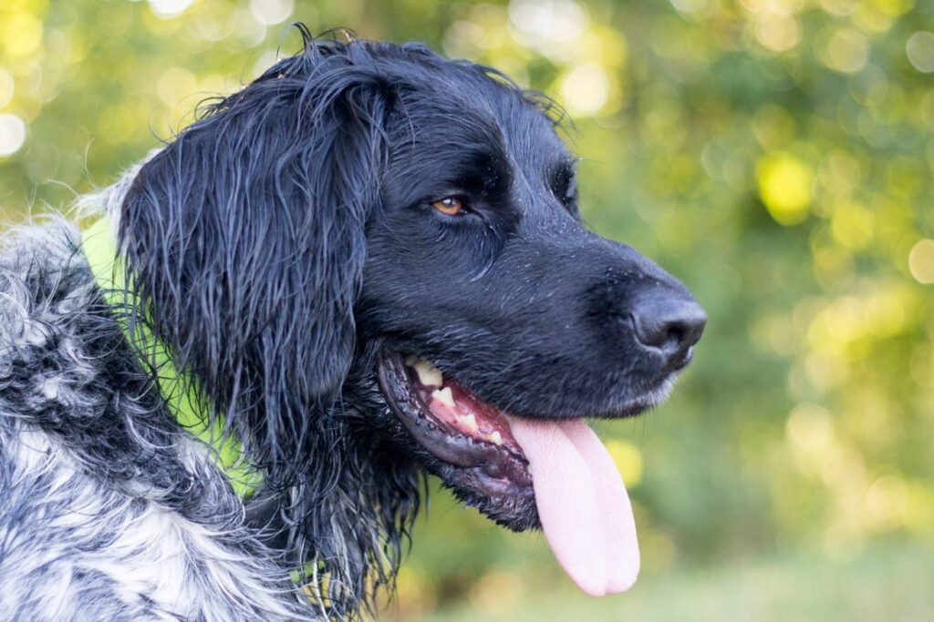 Large Munsterlander Dog Breed Guide: Info, Pictures & Care | The Vet Desk
