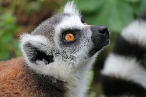 Do Lemurs Make Good Pets? 9 Things You Need to Know | The Vet Desk